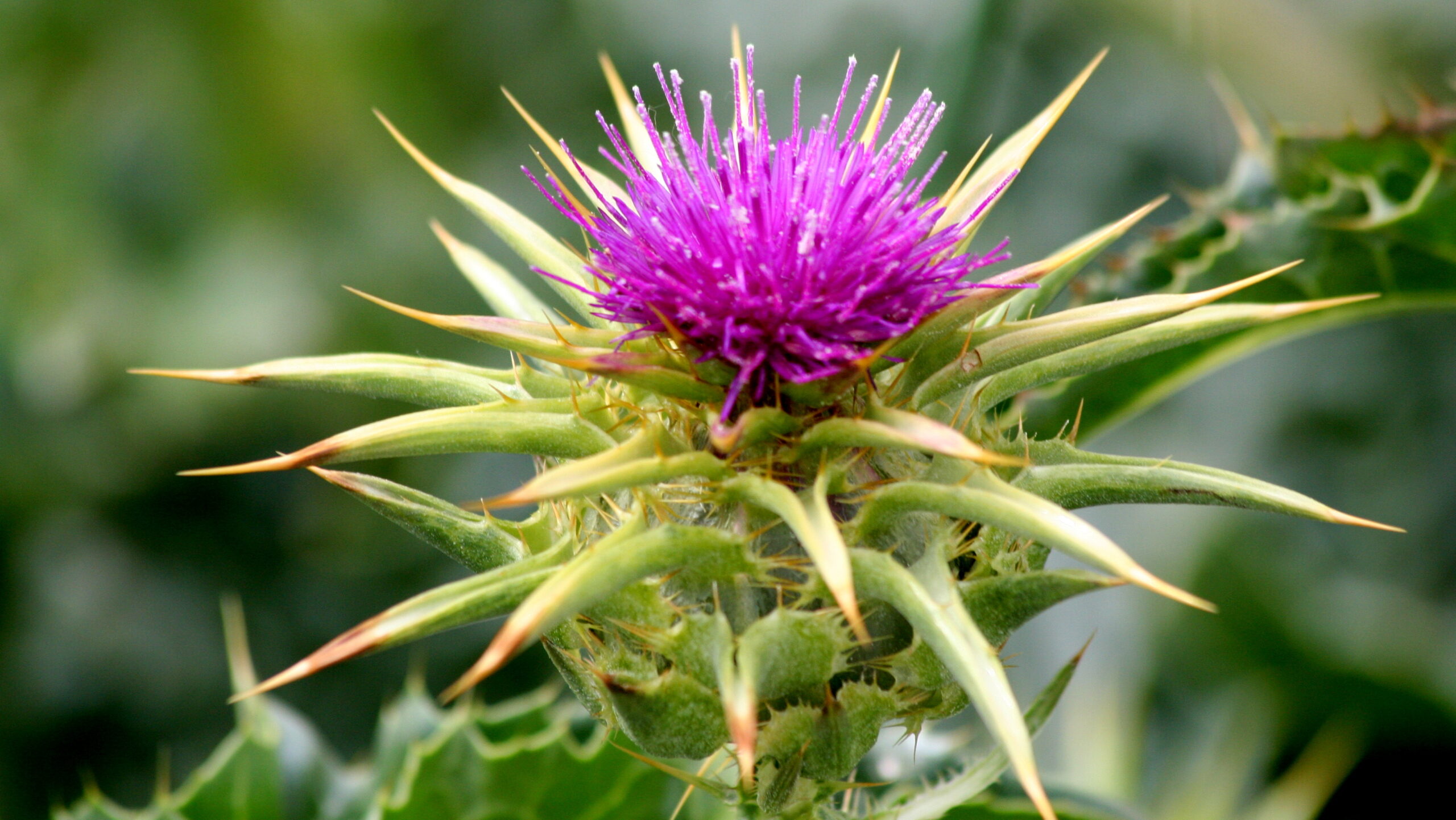 El cardo mariano ¿Para que sirve? - Fitoterapia Campos USA